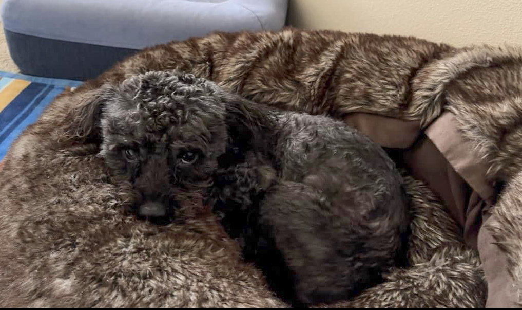 Dog for Adoption - Percy, a Poodle (Miniature) in Sequim, WA | Alpha Paw