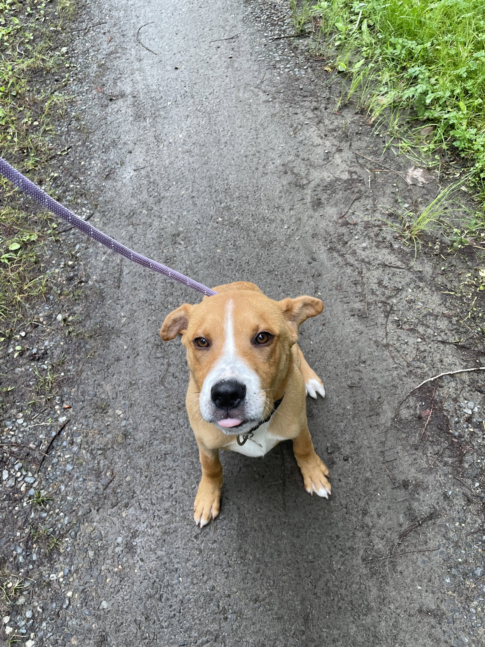 Dog for Adoption - Pretzel, a Labrador Retriever in Sequim, WA | Alpha Paw