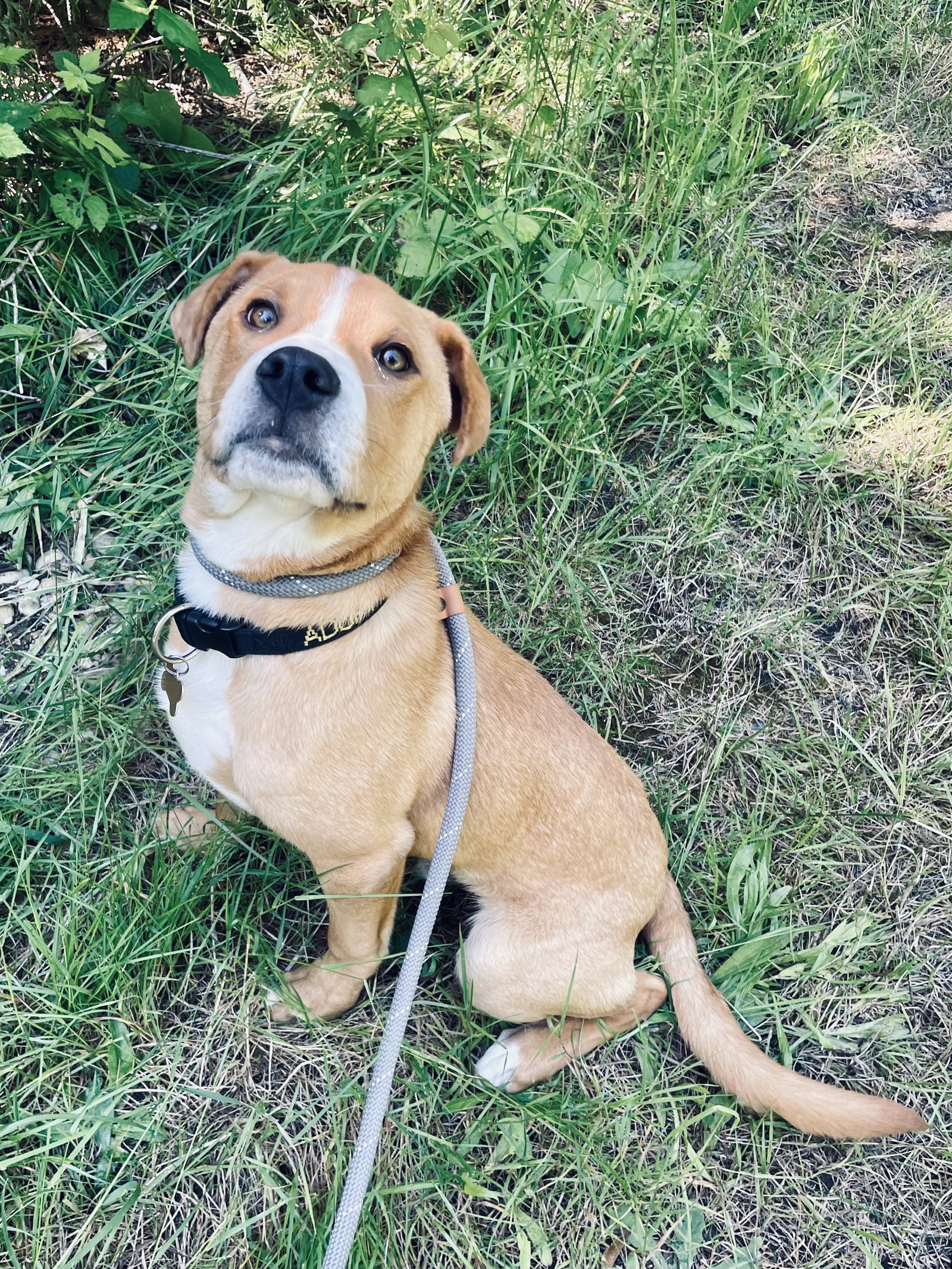Dog for Adoption - Pretzel, a Labrador Retriever in Sequim, WA | Alpha Paw