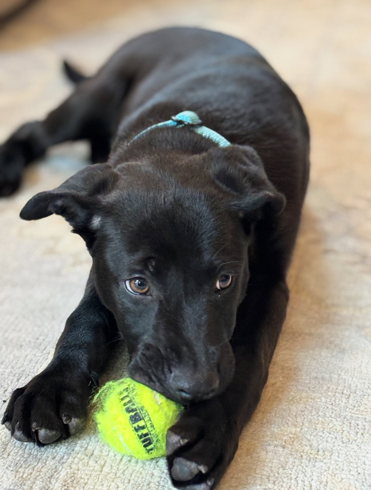 Dog for Adoption - * Marley- Lab Puppy - Adoption Pending, a Labrador ...
