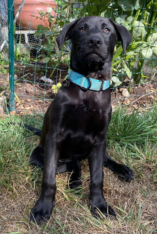 Dog for Adoption - * Marley- Lab Puppy - Adoption Pending, a Labrador ...