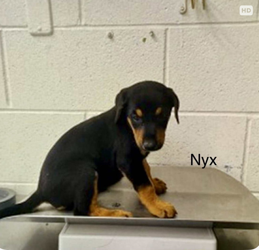 Dog for Adoption - Nyx, a Doberman Pinscher in Arlington, WA | Alpha Paw
