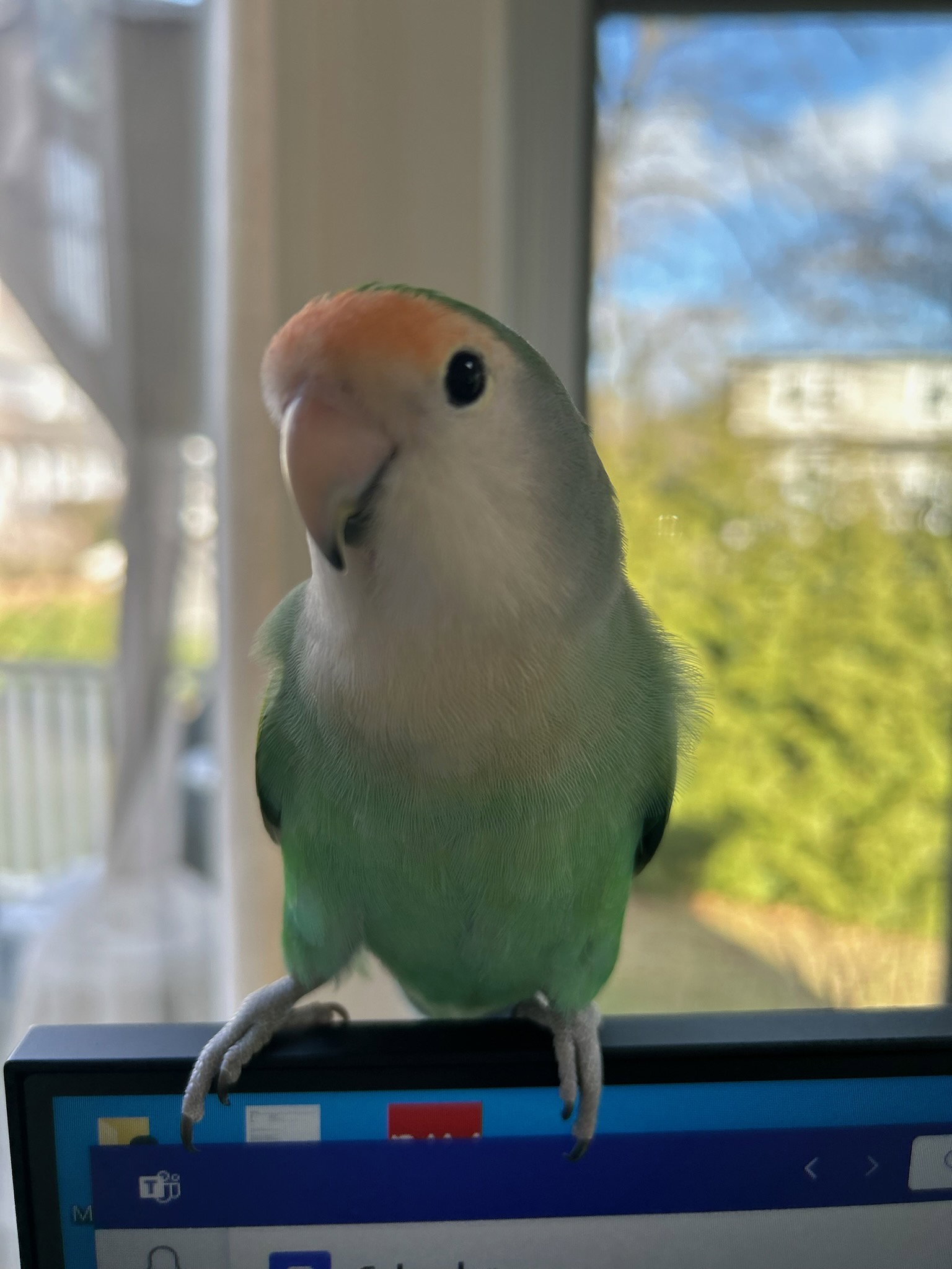 Cleo's Web Page