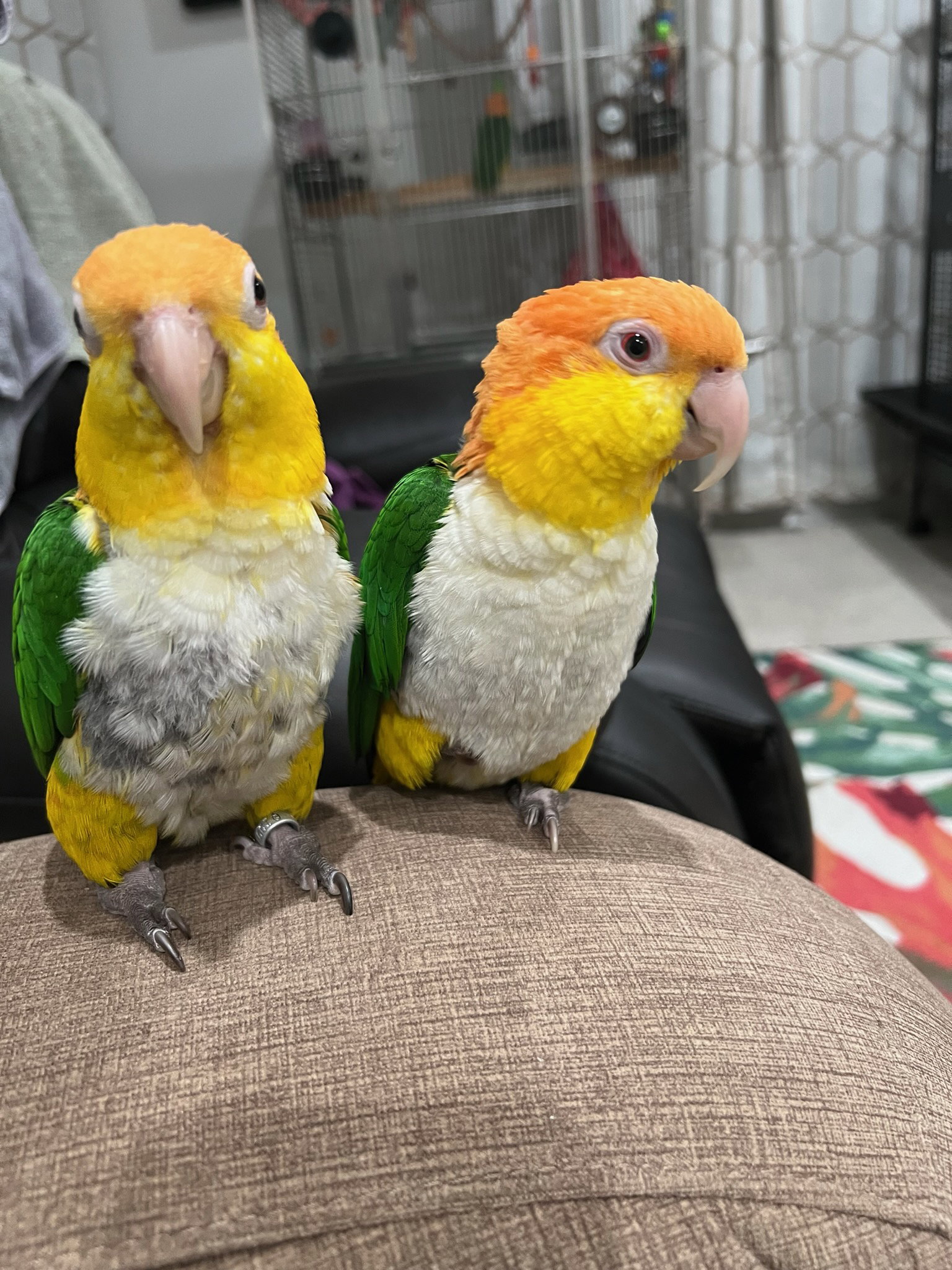 Peanut and Pippi's Web Page