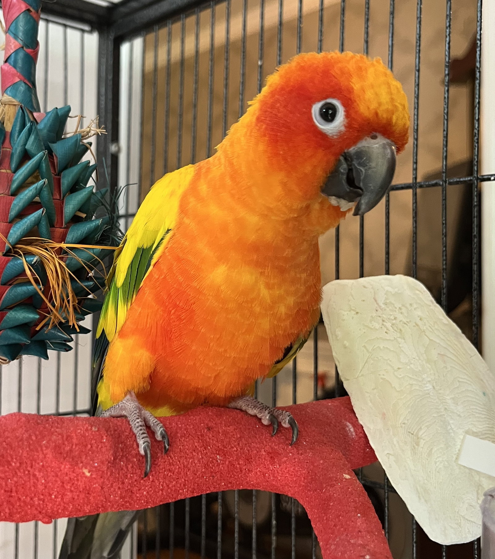 Mango's Web Page