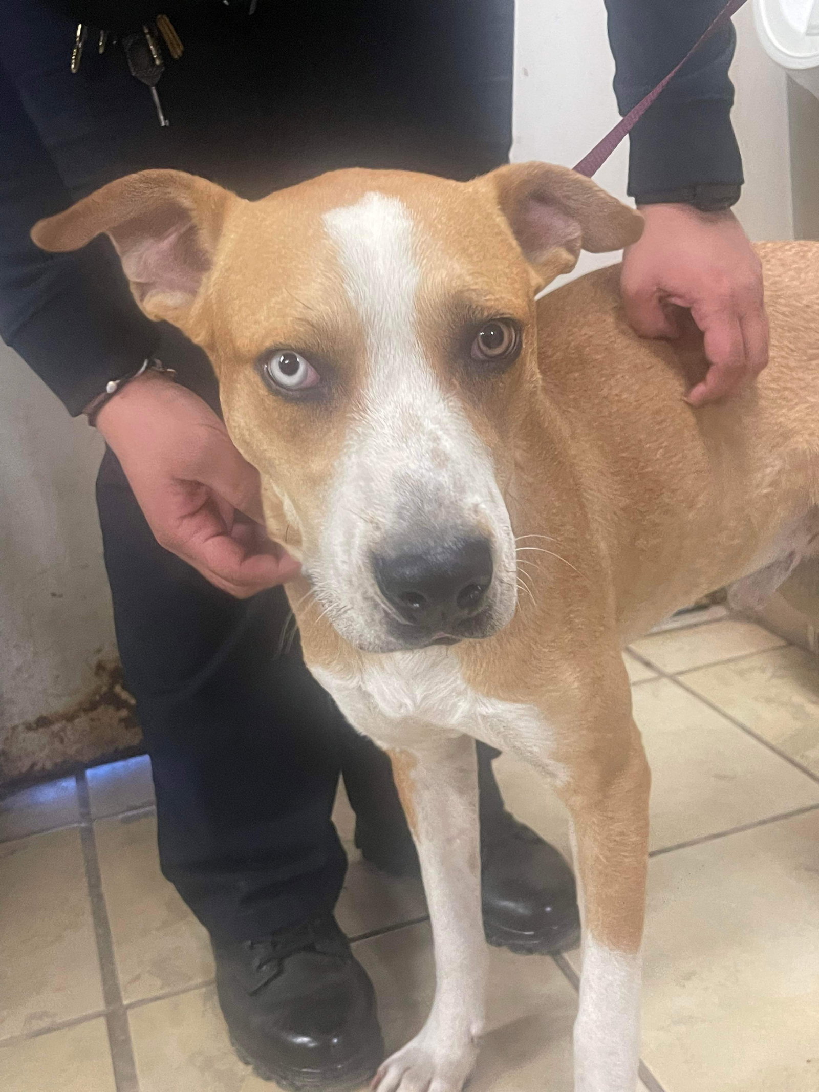 Dog for Adoption - Rascal, a Pit Bull Terrier in El Centro, CA | Alpha Paw