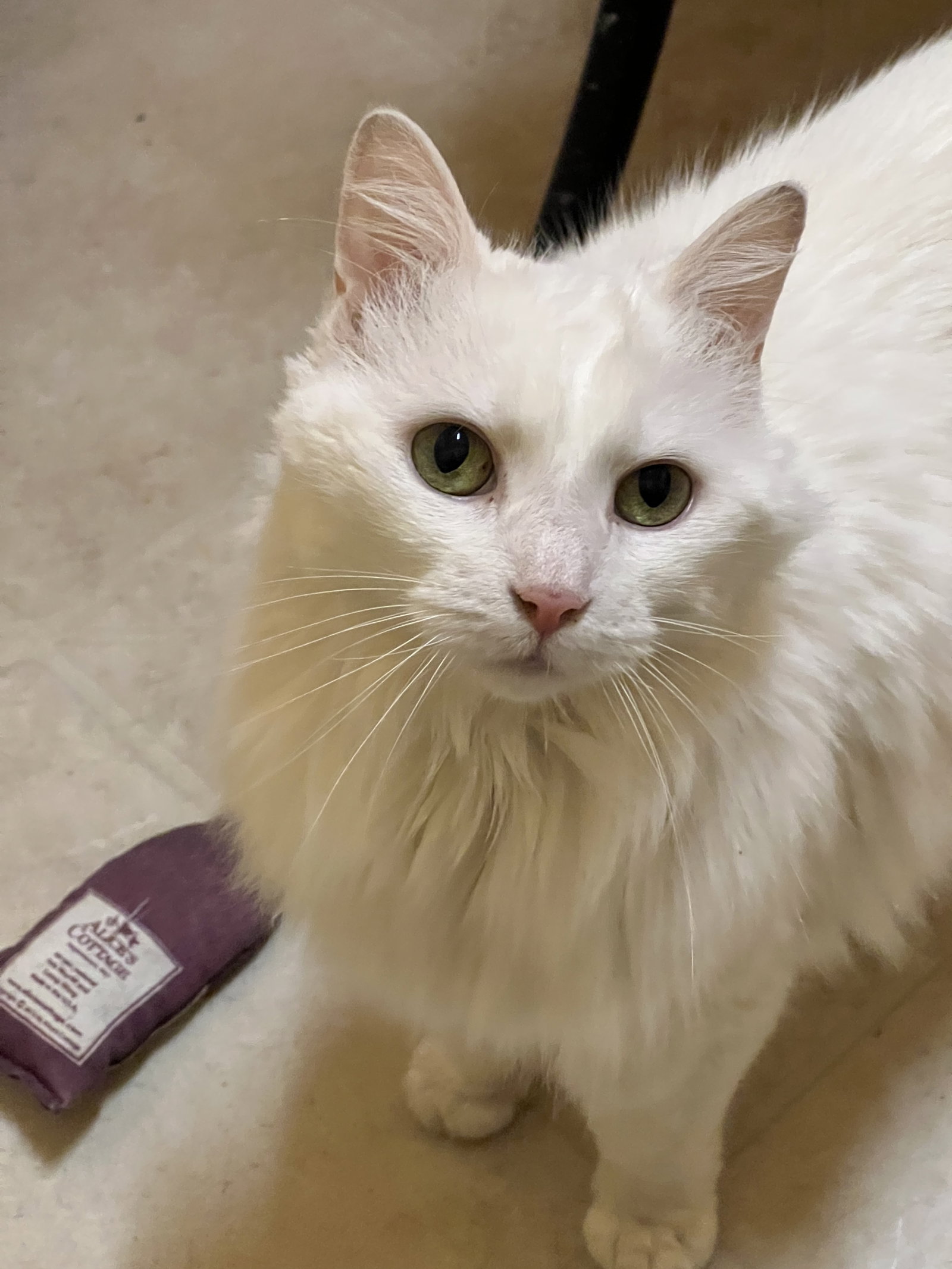 Cats for Adoption in Lockport, New York | Alpha Paw