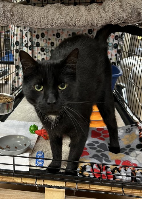 Cat adoption in Buffalo, NY 14219: Domestic Short Hair (short coat) Cat ...