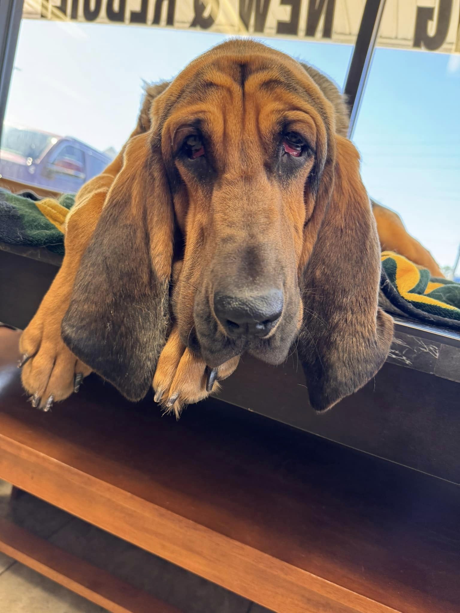 Dog for Adoption - Buck (Buckaroo), a Bloodhound in Jacksonville, FL ...
