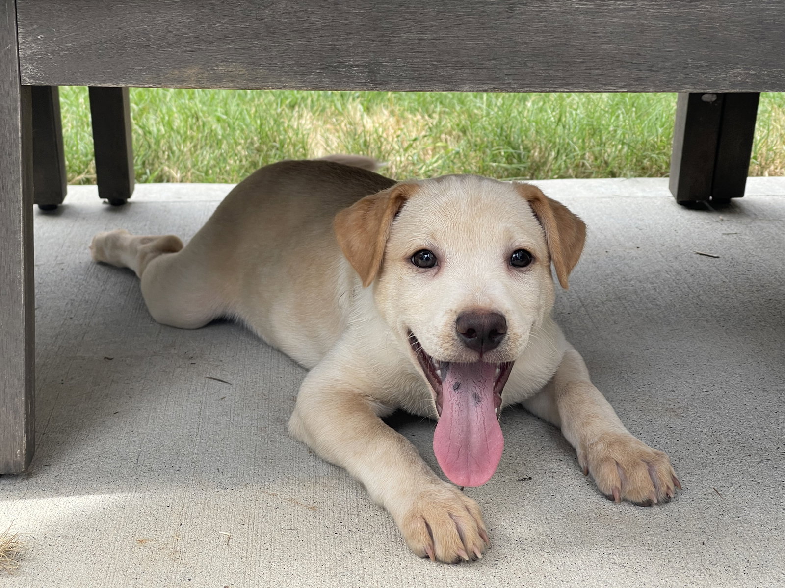 Dog for Adoption - Flywheel, a Labrador Retriever in Raleigh, NC ...