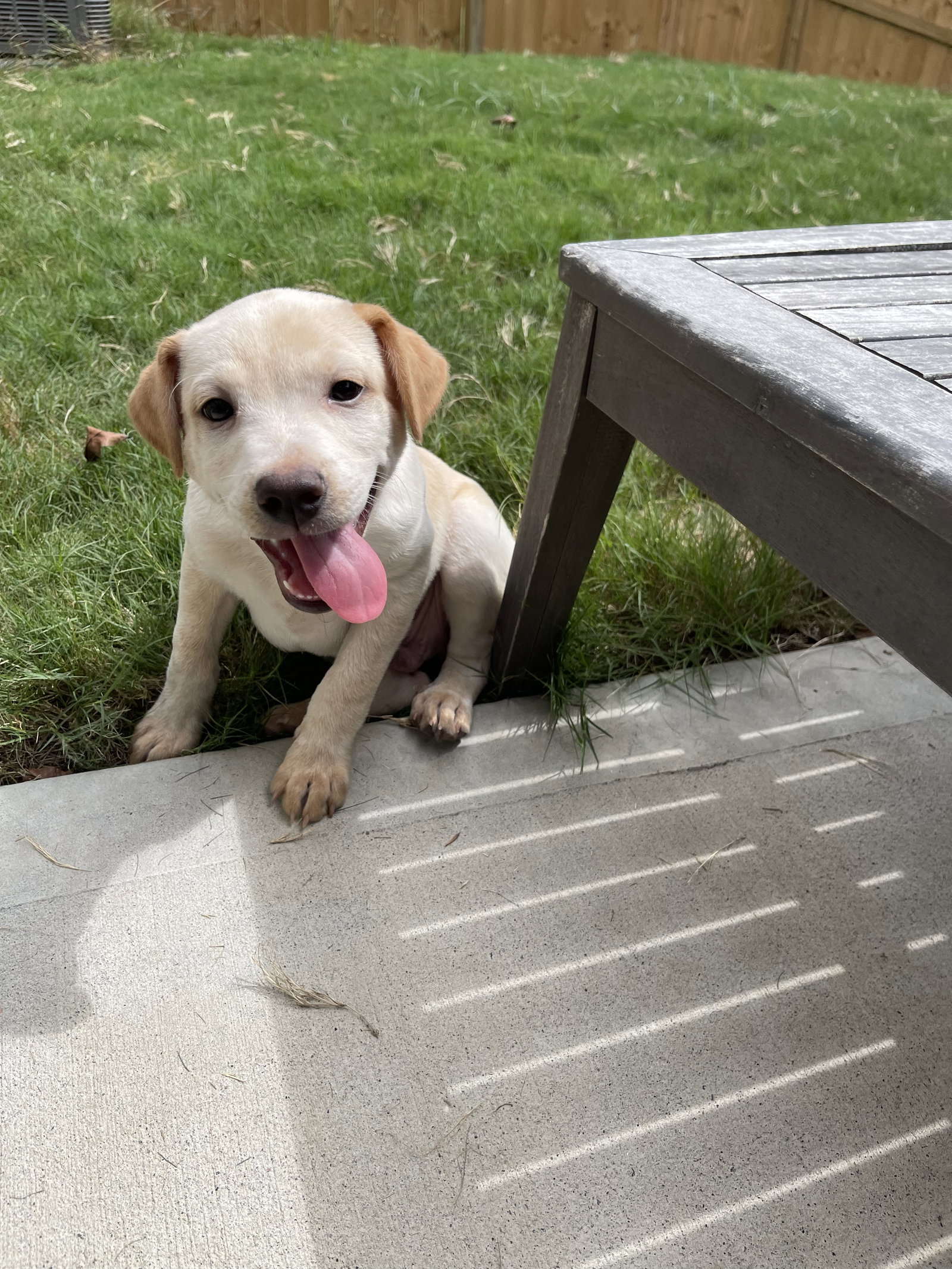 Dog for Adoption - Flywheel, a Labrador Retriever in Raleigh, NC ...