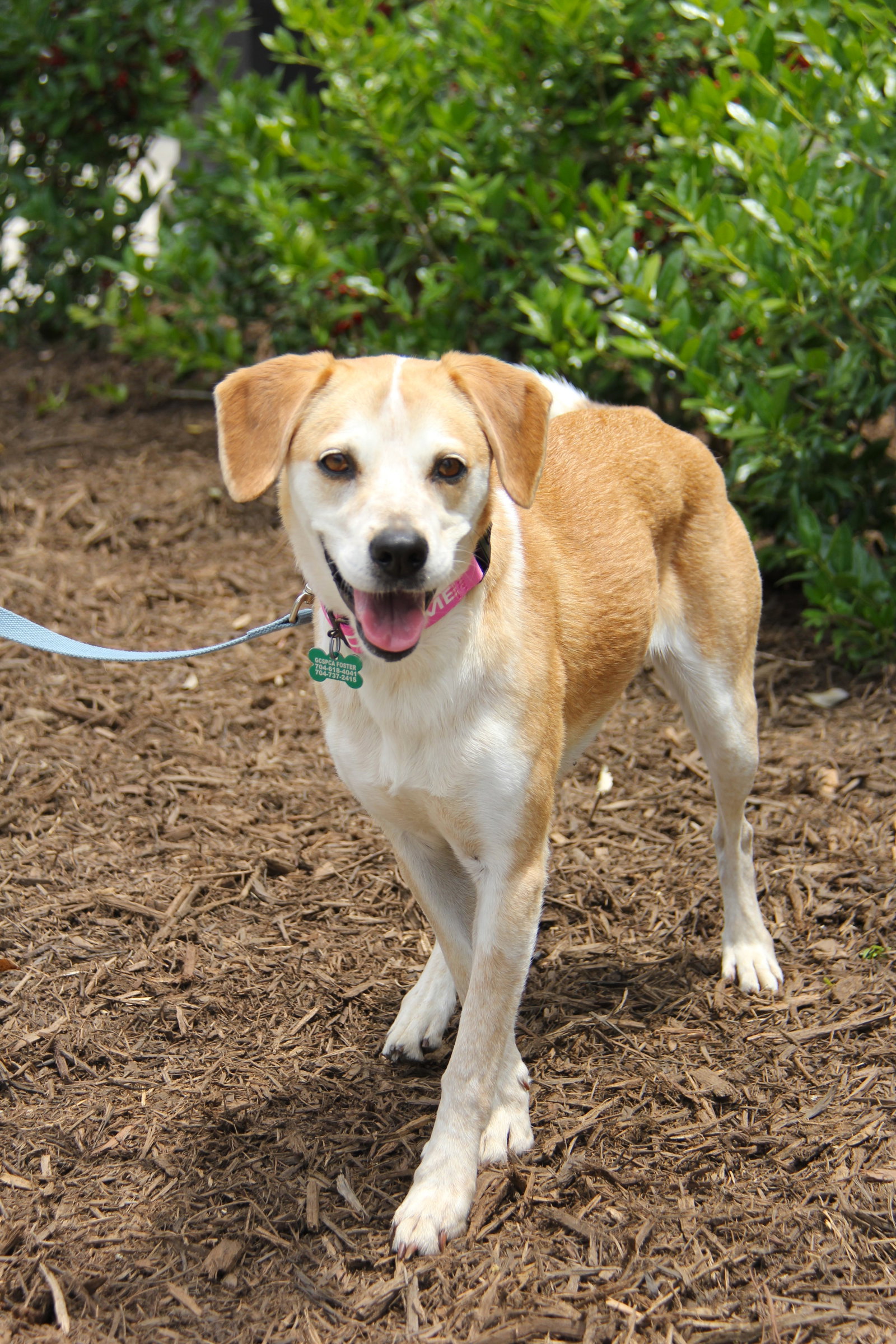 Dog adoption in Charlotte, NC 28271: Beagle / Mixed (medium coat) Dog ...