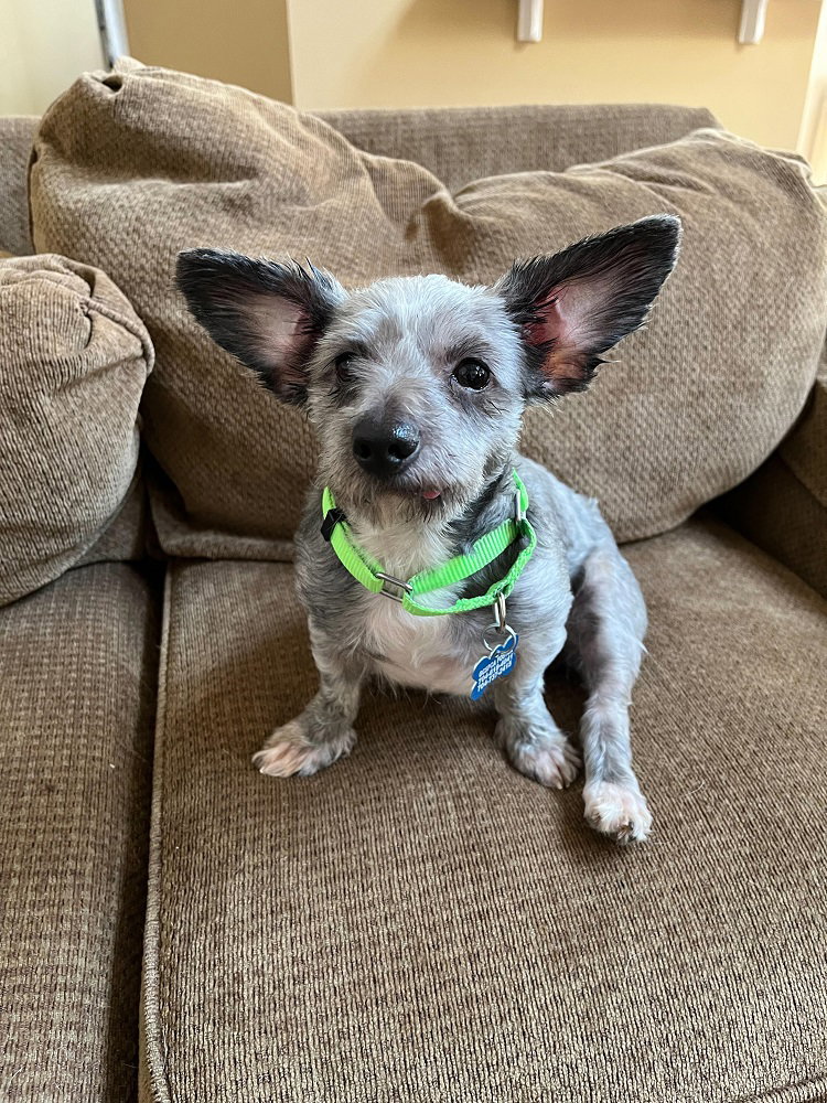Dog for Adoption - Dasher, a Yorkshire Terrier Yorkie in Salisbury, NC ...