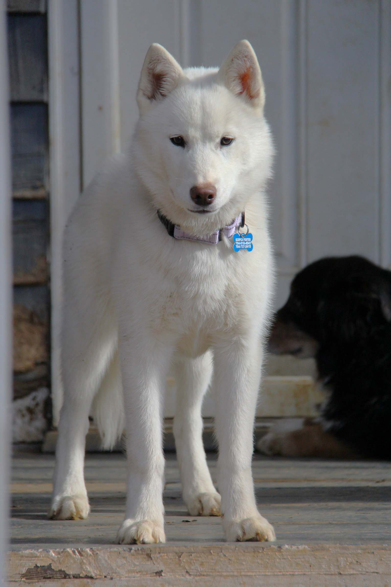 Dog for Adoption - Charise, a Husky in Chester, SC | Alpha Paw