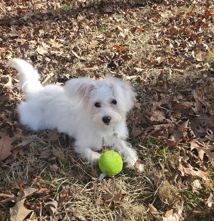 Dog for Adoption - Fluffy, a Maltese in Hickory, NC | Alpha Paw