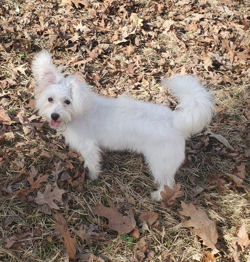 Dog for Adoption - Fluffy, a Maltese in Hickory, NC | Alpha Paw