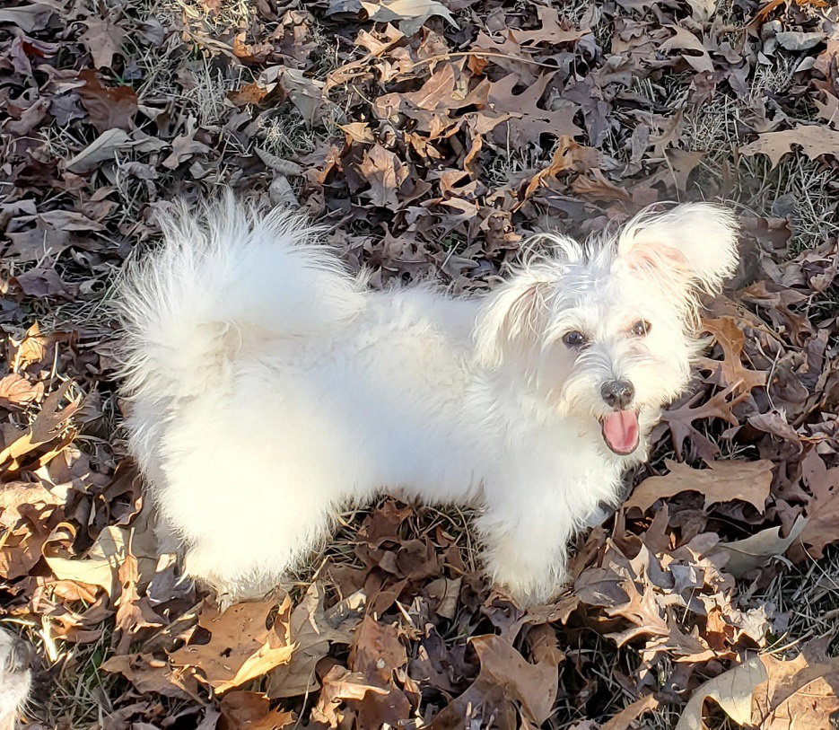Dog for Adoption - Fluffy, a Maltese in Hickory, NC | Alpha Paw
