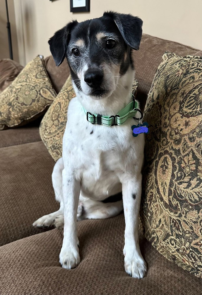 Dog for Adoption - Roscoe, a Jack Russell Terrier in Mooresville, NC ...