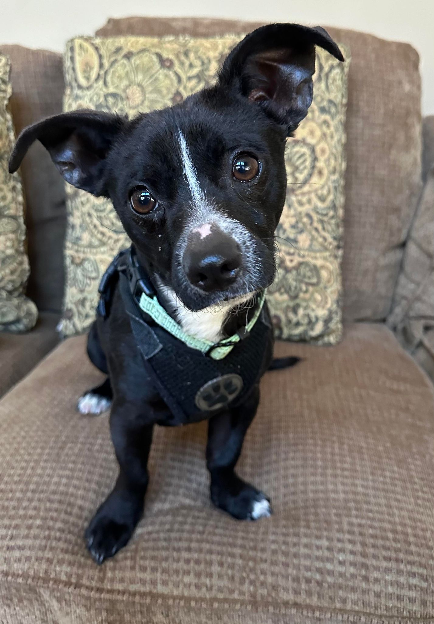 Dog for Adoption - Clarence, a Chihuahua in Lancaster Mill, SC | Alpha Paw