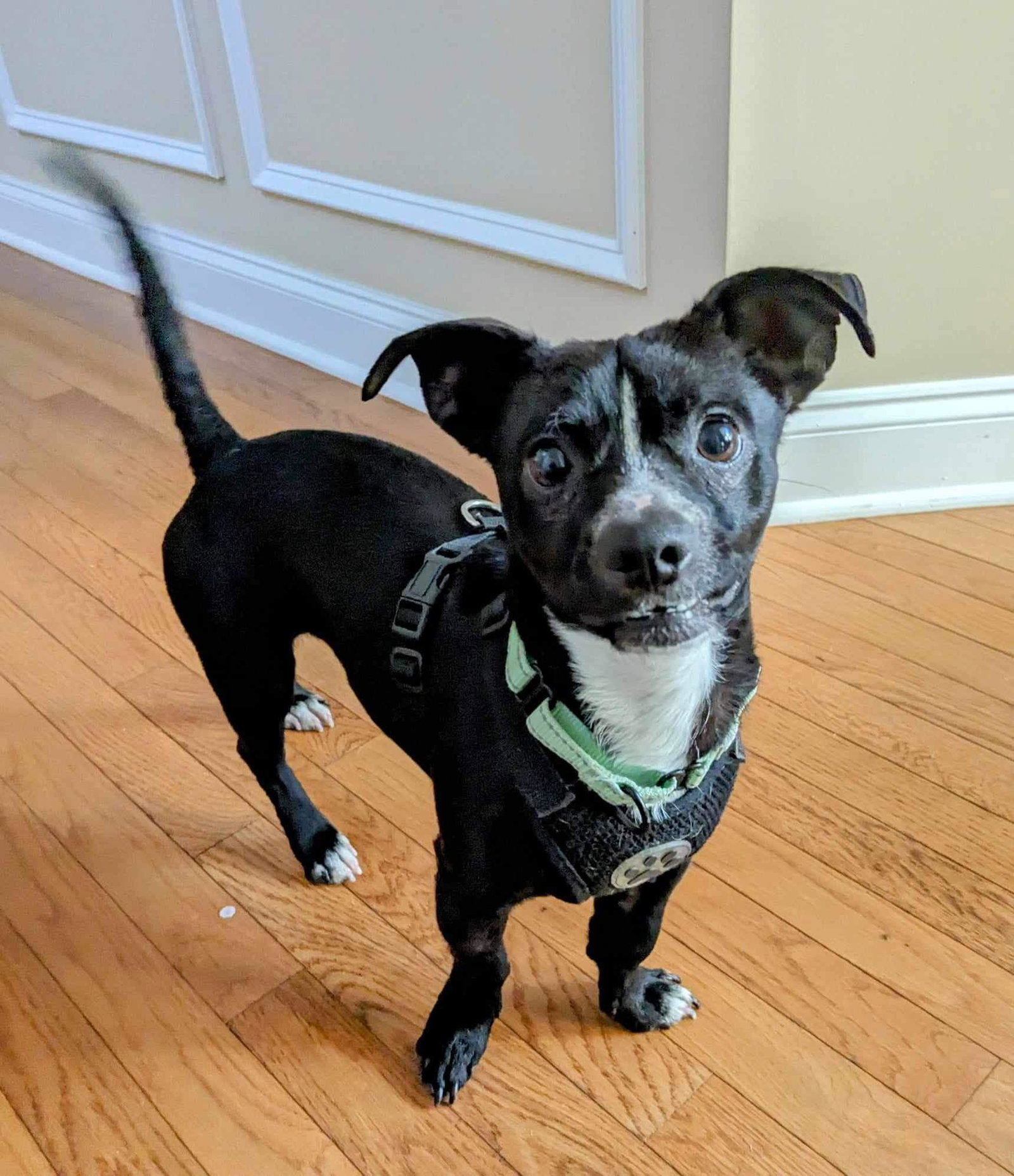 Dog for Adoption - Clarence, a Chihuahua in Lancaster Mill, SC | Alpha Paw