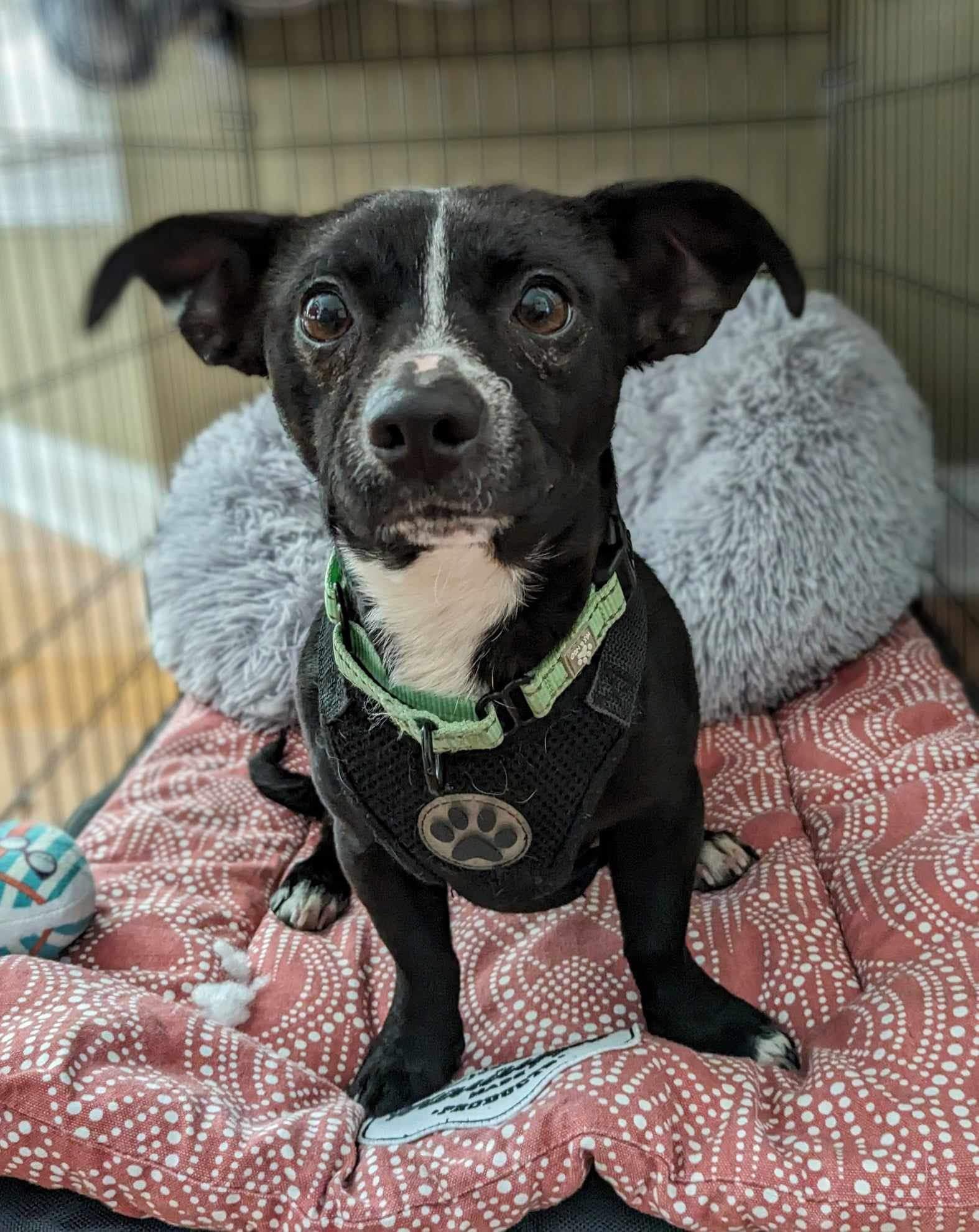 Dog for Adoption - Clarence, a Chihuahua in Lancaster Mill, SC | Alpha Paw