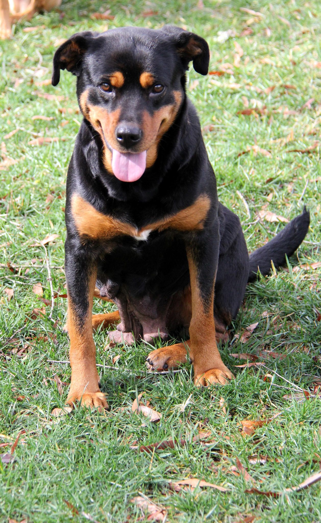 Dog for Adoption - Loclyn, a Rottweiler in Denver, NC | Alpha Paw