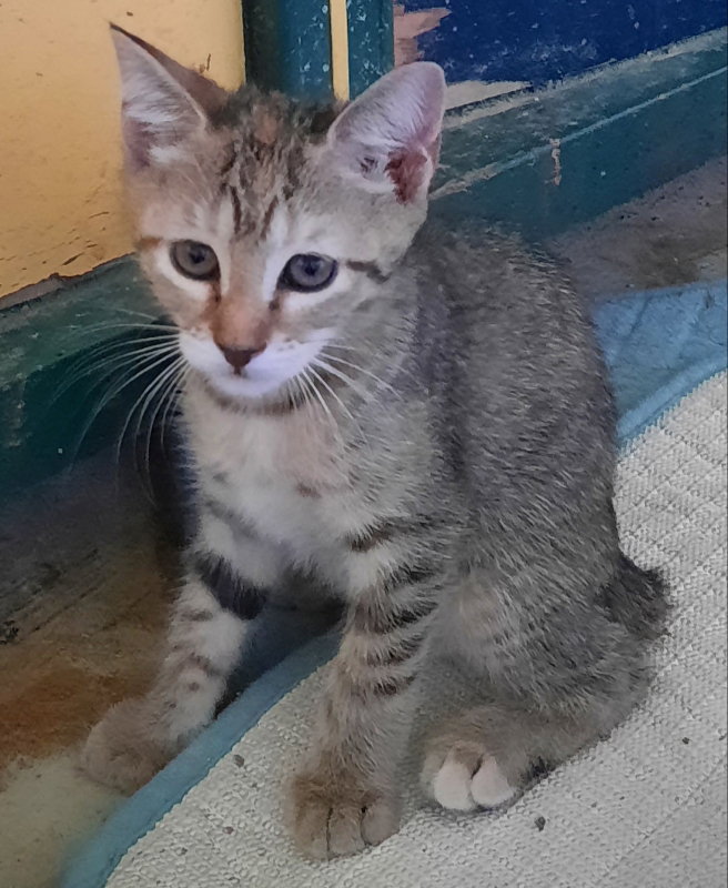 Cats for Adoption in Jena, Louisiana | Alpha Paw