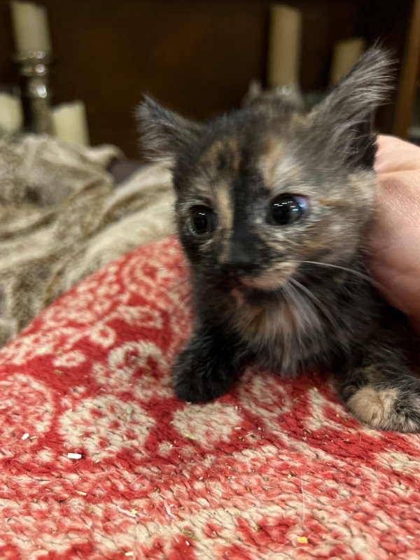 Cats for Adoption in Winnfield, Louisiana | Alpha Paw