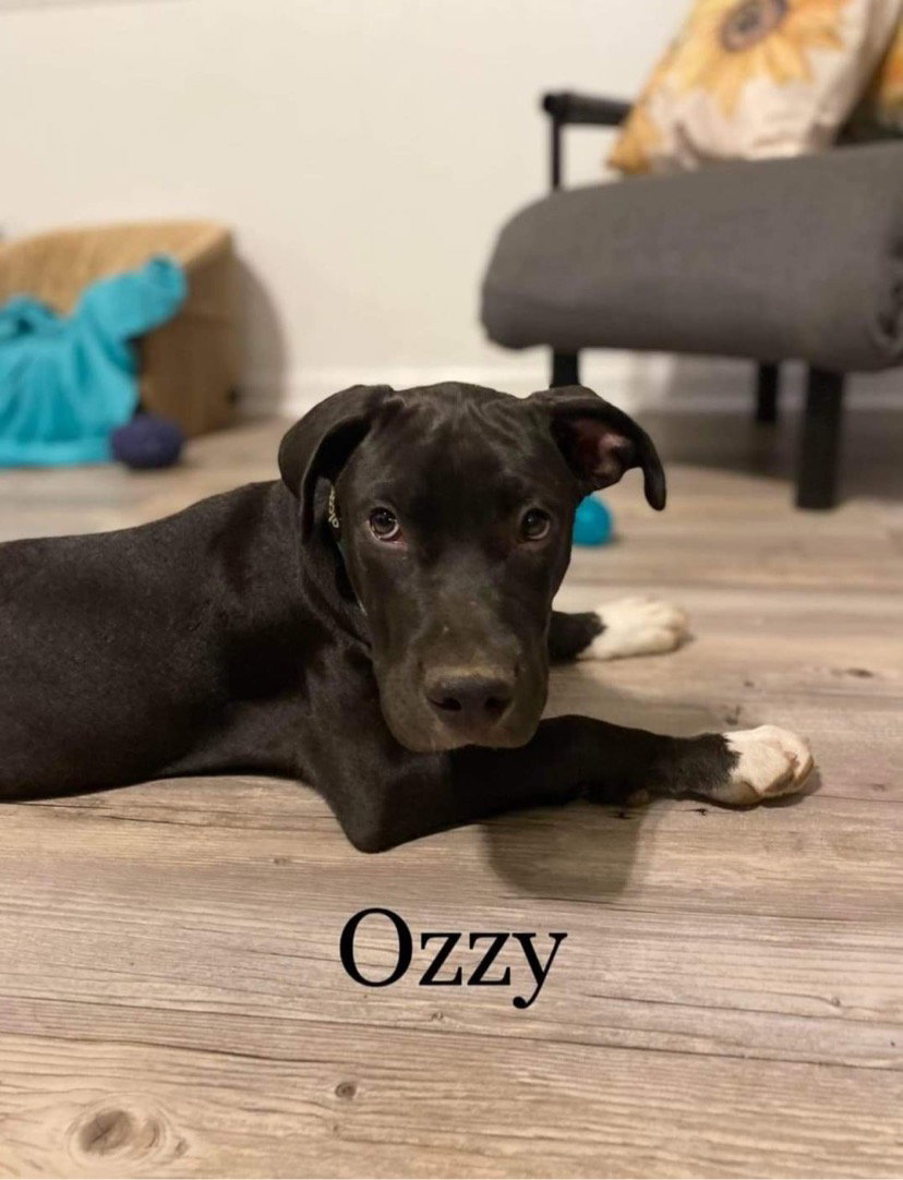 Dog for Adoption - Ozzy - service dog candidate!, a Labrador Retriever ...