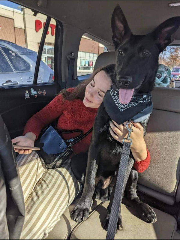 Dog for Adoption - Anubis - gorgeous BOY!, a Belgian Shepherd Malinois ...