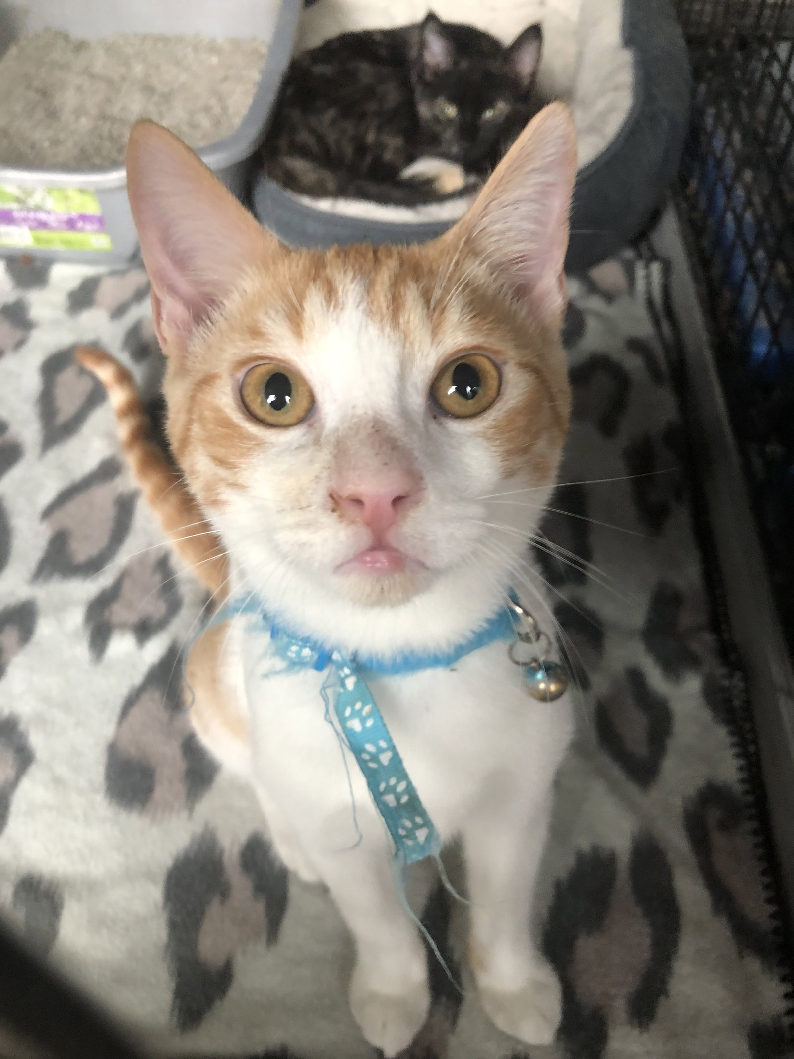 Cat adoption in Sumter, SC 29150: Domestic Short Hair (short coat) Cat ...