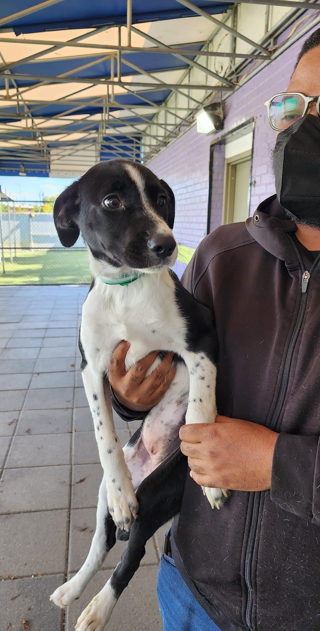 Dog for Adoption - Sarah, a Border Collie in Towson, MD | Alpha Paw