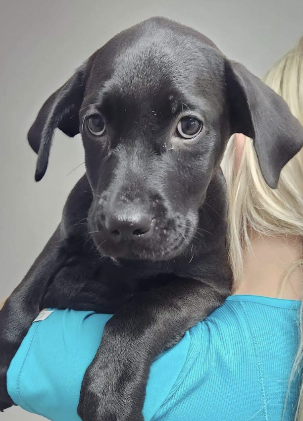 Dog for Adoption - Cinnamon, a Labrador Retriever in Baltimore, MD ...