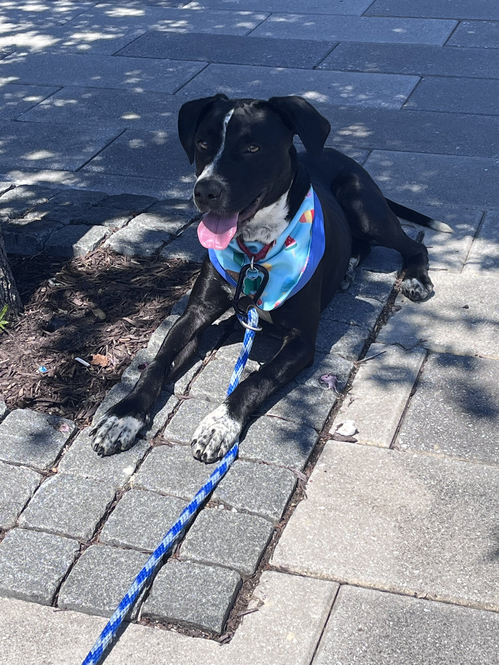 Dog adoption in Washington DC 20003: Labrador Retriever / Mixed Dog "Bo Bo"