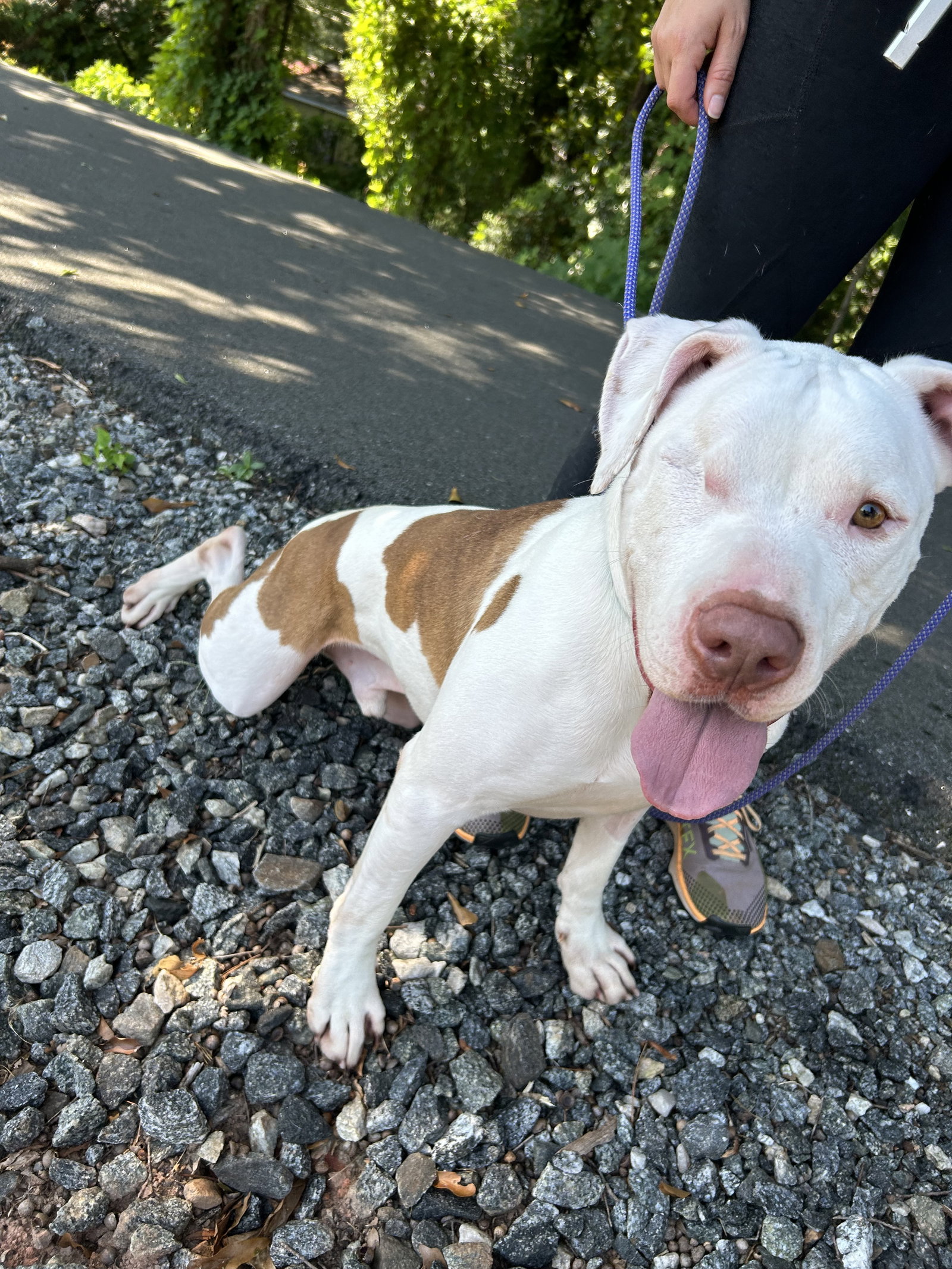 Dog for Adoption - Gabe, a American Bulldog in Marlboro Meadows, MD ...