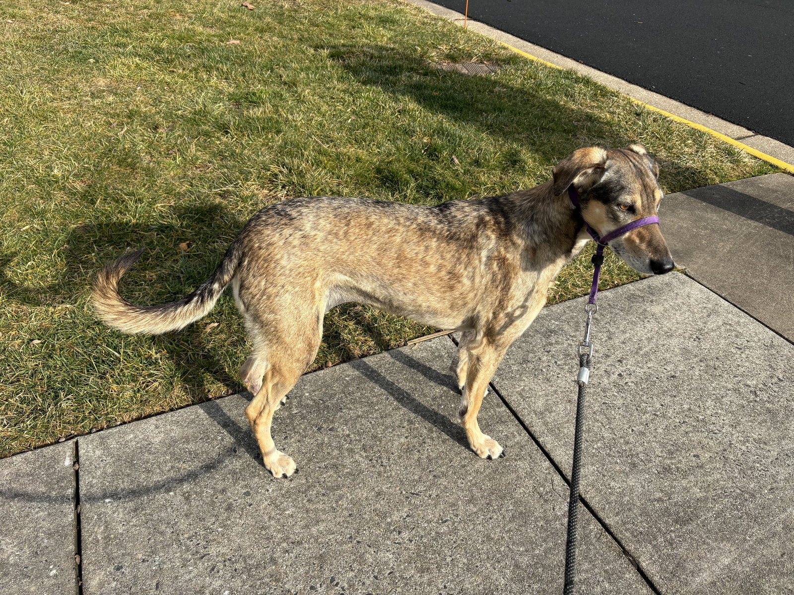 Dog for Adoption - Lucy, a Saluki in Jessup, MD | Alpha Paw