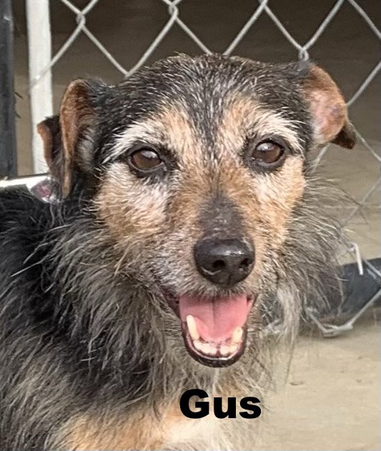 Dog for Adoption - Gus, a Terrier in Marion County, FL | Alpha Paw