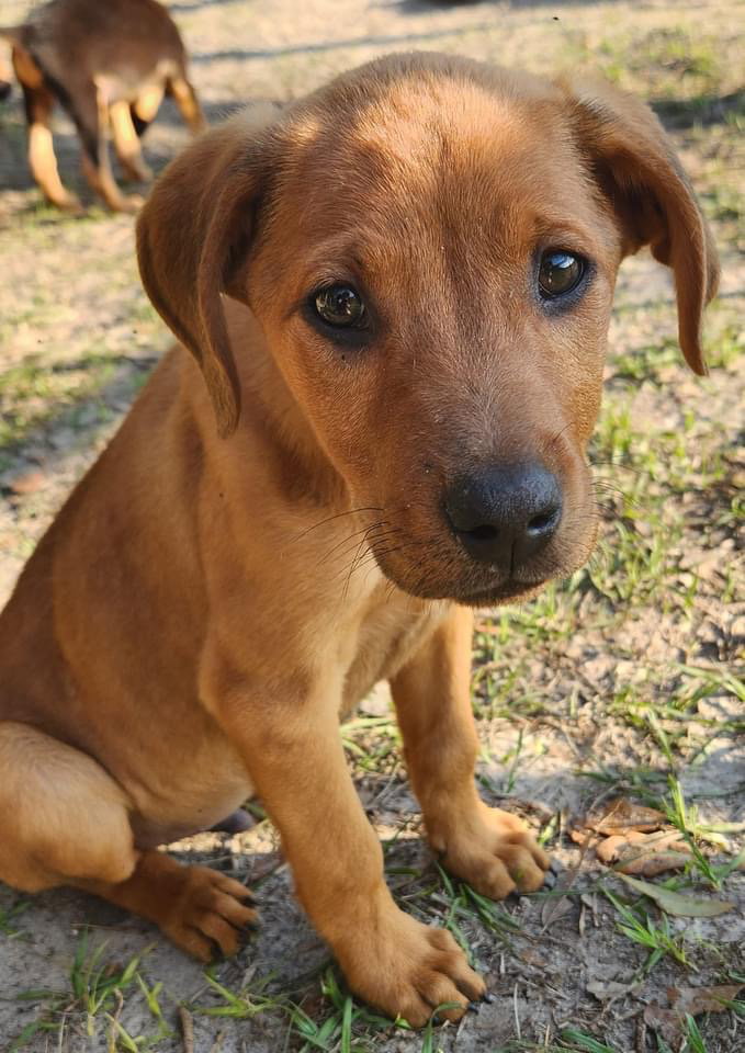 Dog for Adoption - Griffin, a Yellow Labrador Retriever in Beverly ...