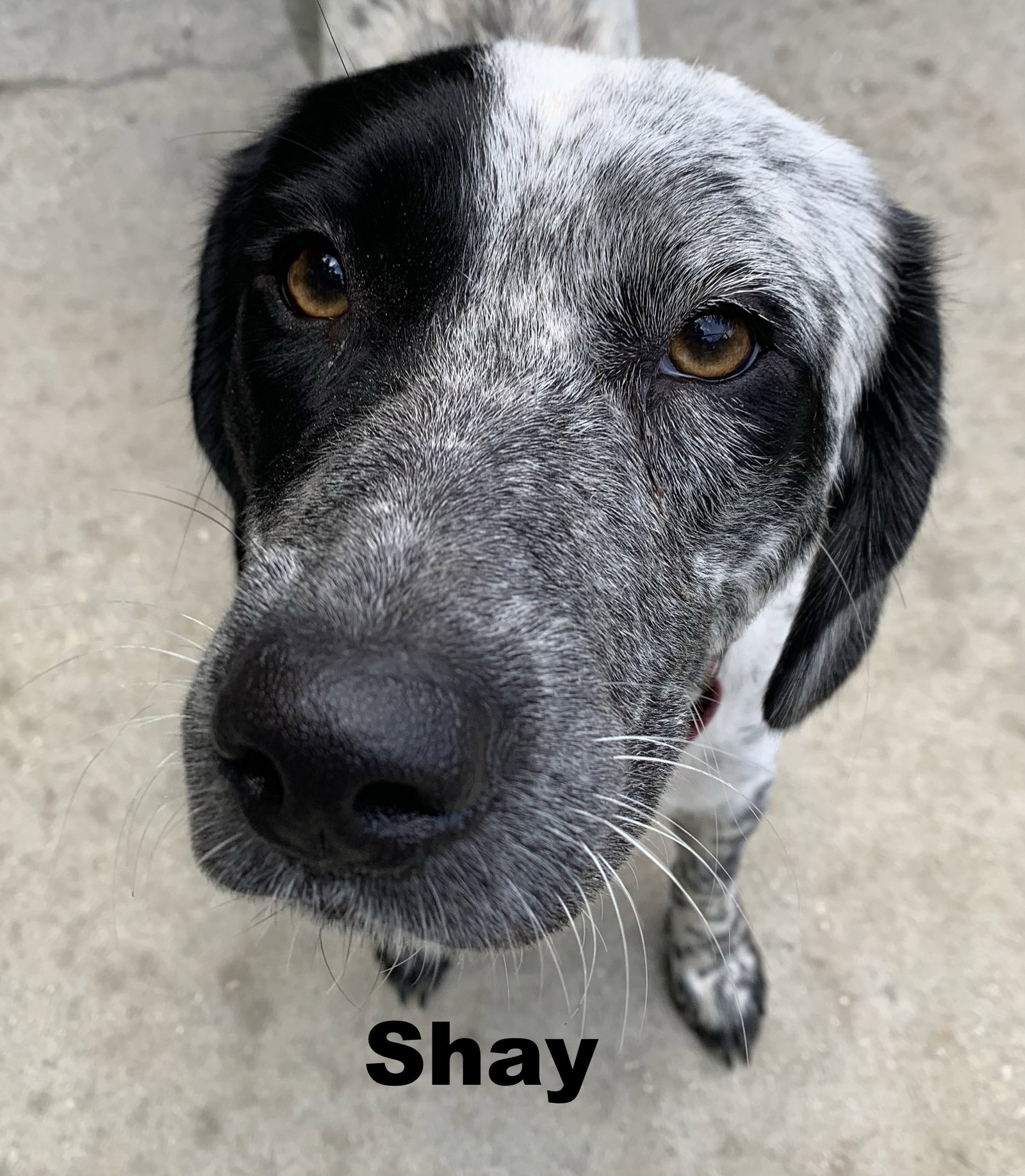 Dog for Adoption - Shay, a English Setter in Homosassa, FL | Alpha Paw