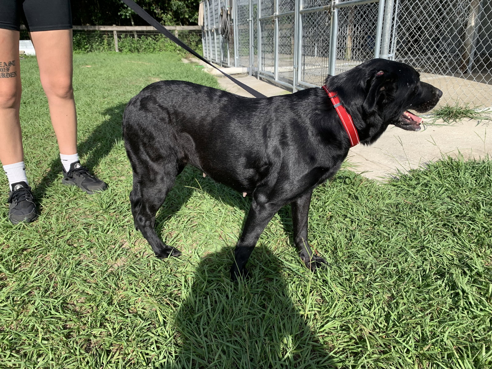 Dog for Adoption - Clementine, a Black Labrador Retriever in Lake ...