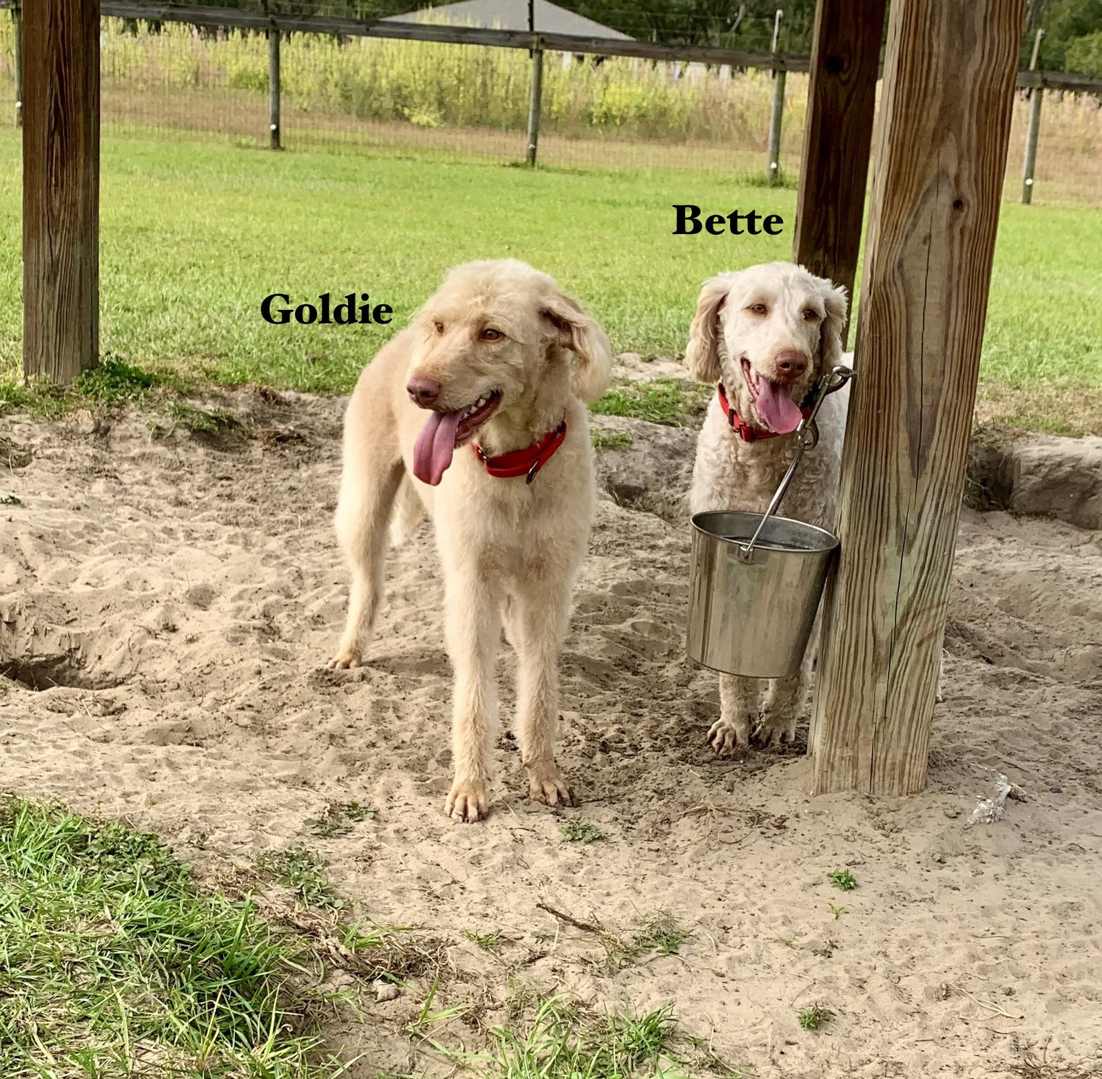 Dog for Adoption - Bette, a Labrador Retriever in Citrus County, FL ...