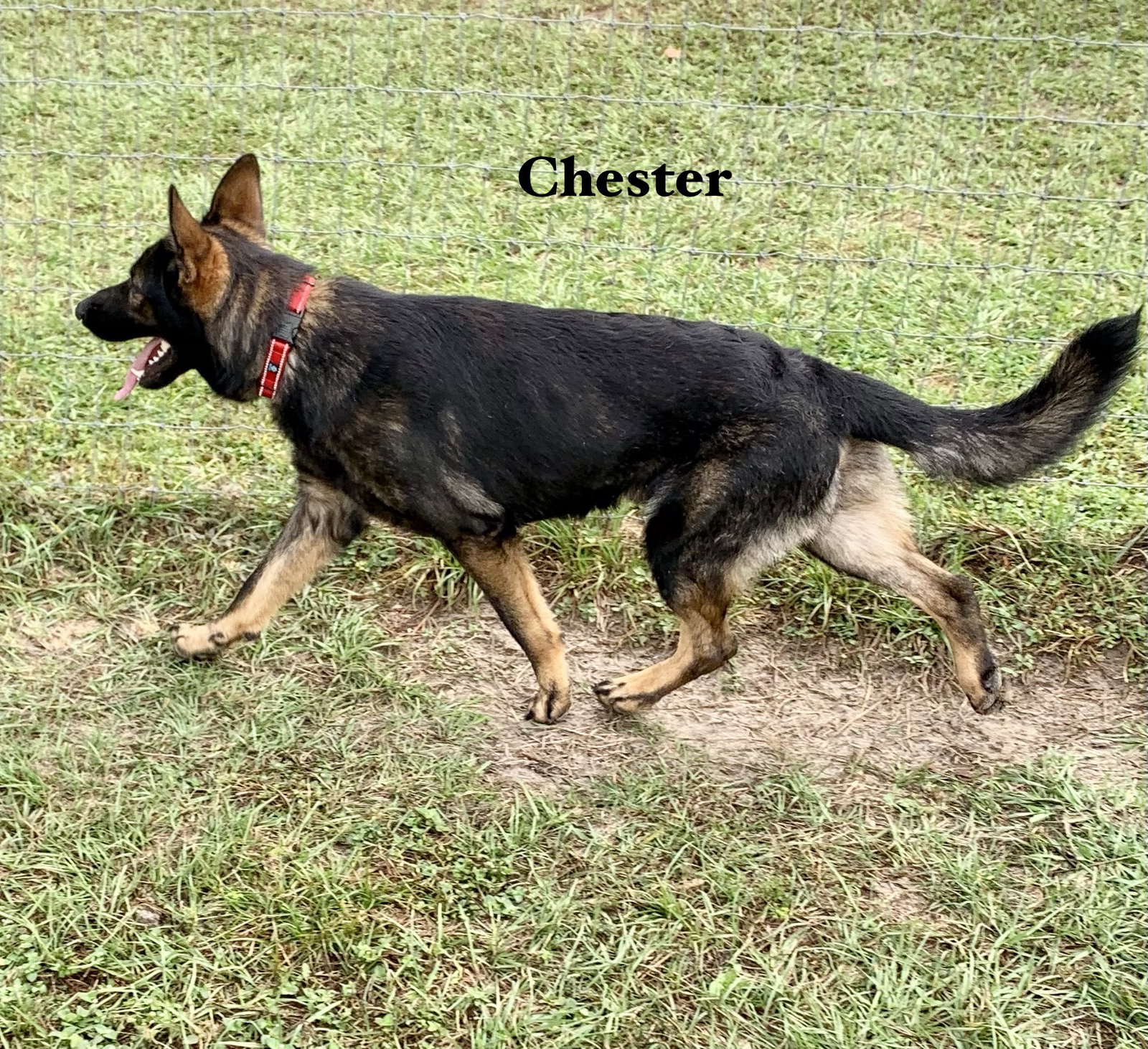Dog for Adoption - Chester, a German Shepherd Dog in Starke, FL | Alpha Paw