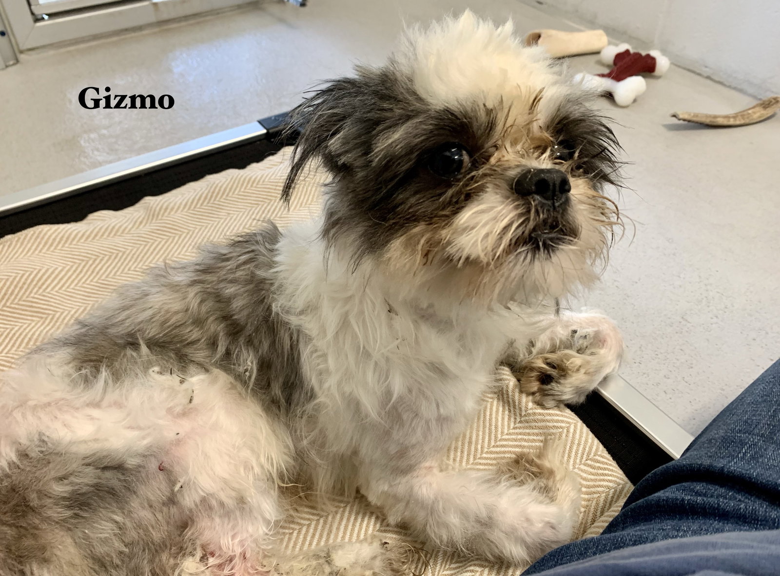 Dog for Adoption - Gizmo, a Lhasa Apso in Interlachen, FL | Alpha Paw