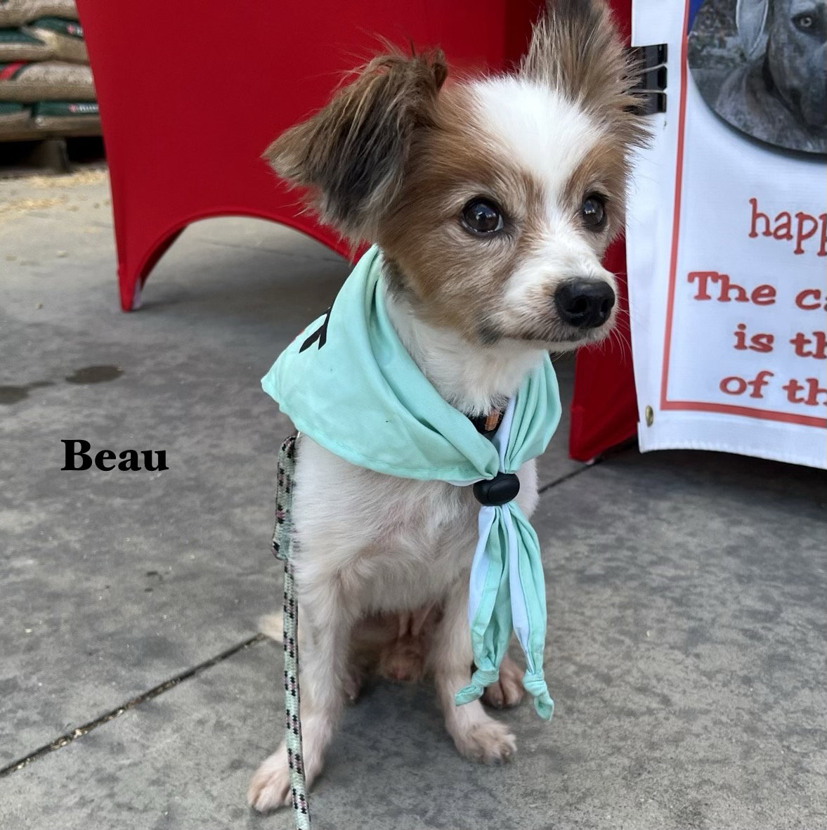 Dog for Adoption - Beau, a Papillon in Dixie County, FL | Alpha Paw