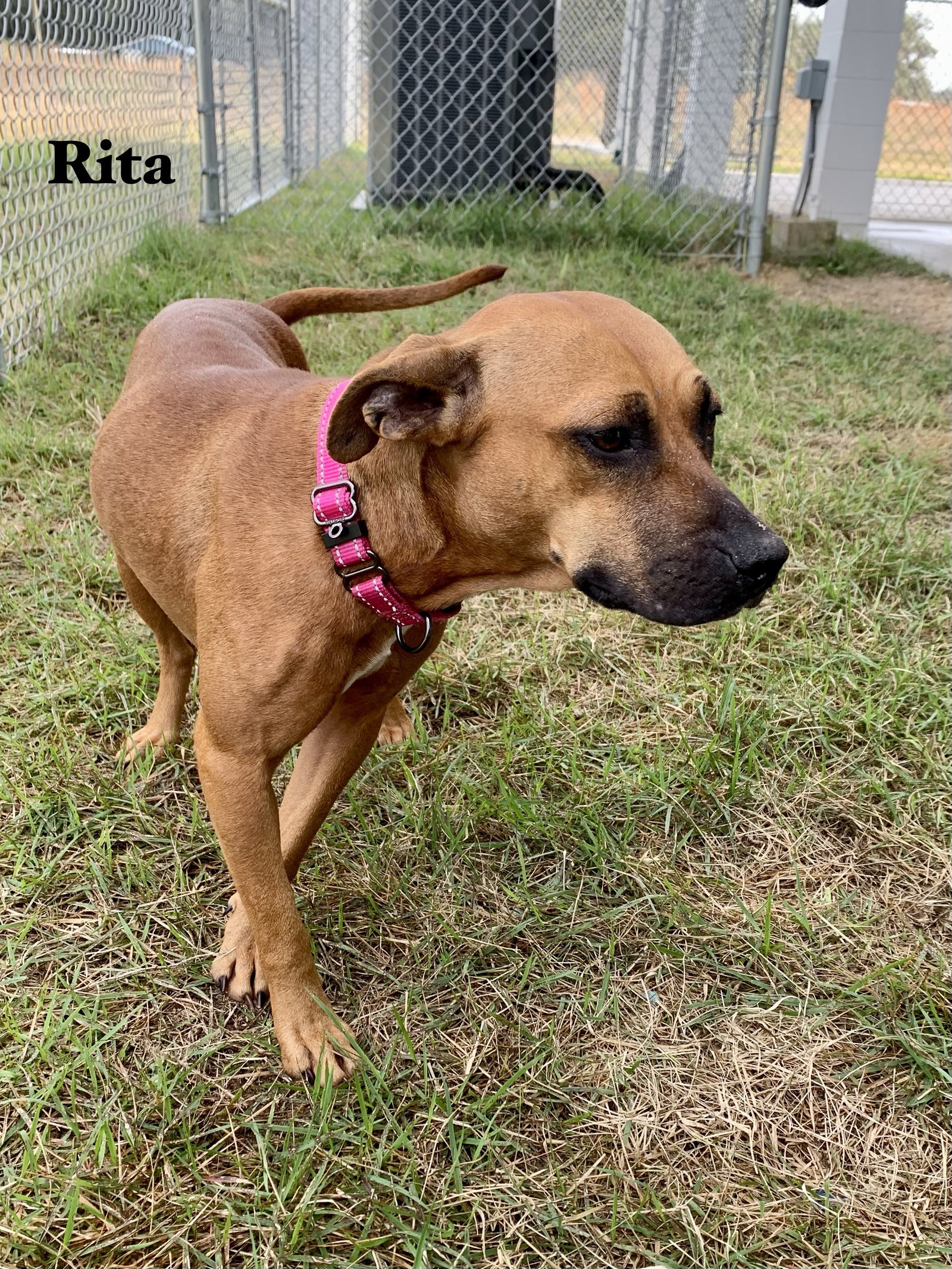 Dog for Adoption - Rita, a Black Mouth Cur in Dixie County, FL | Alpha Paw