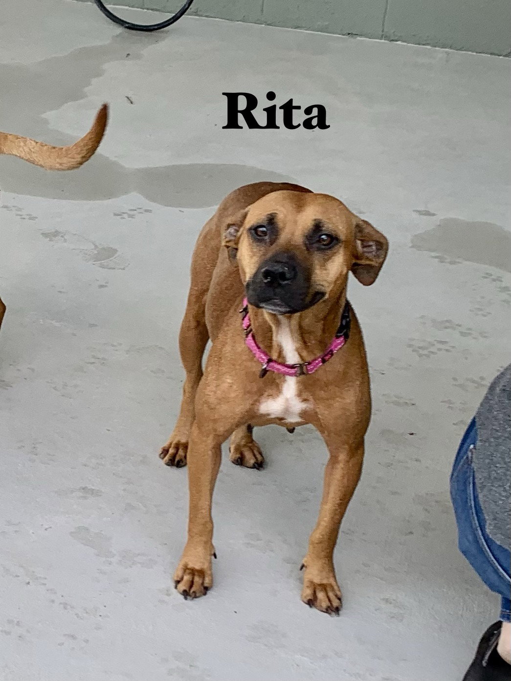 Dog for Adoption - Rita, a Black Mouth Cur in Dixie County, FL | Alpha Paw