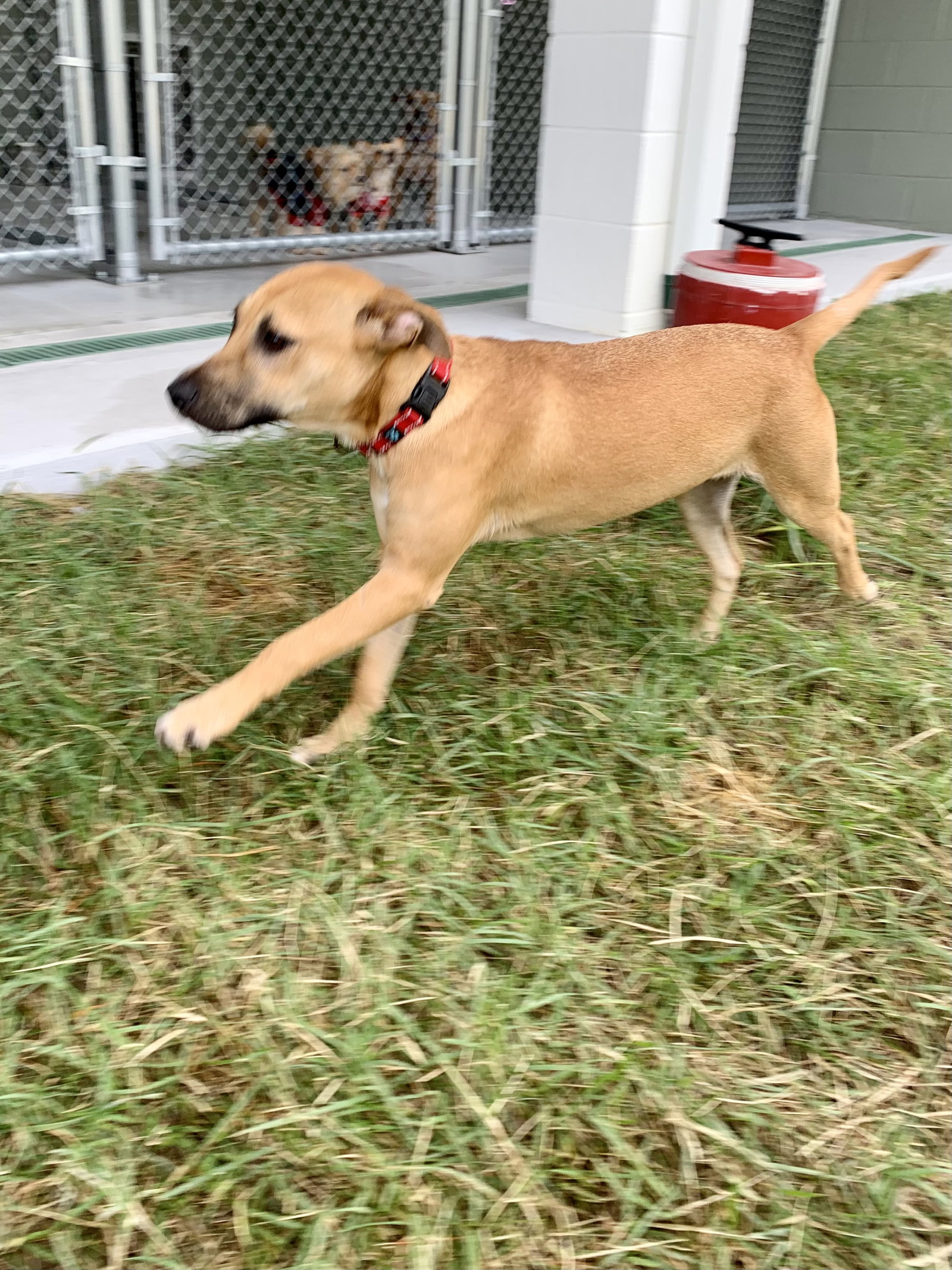Dog for Adoption - Bea, a Black Mouth Cur in Starke, FL | Alpha Paw