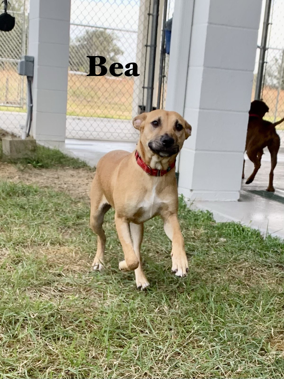 Dog for Adoption - Bea, a Black Mouth Cur in Starke, FL | Alpha Paw