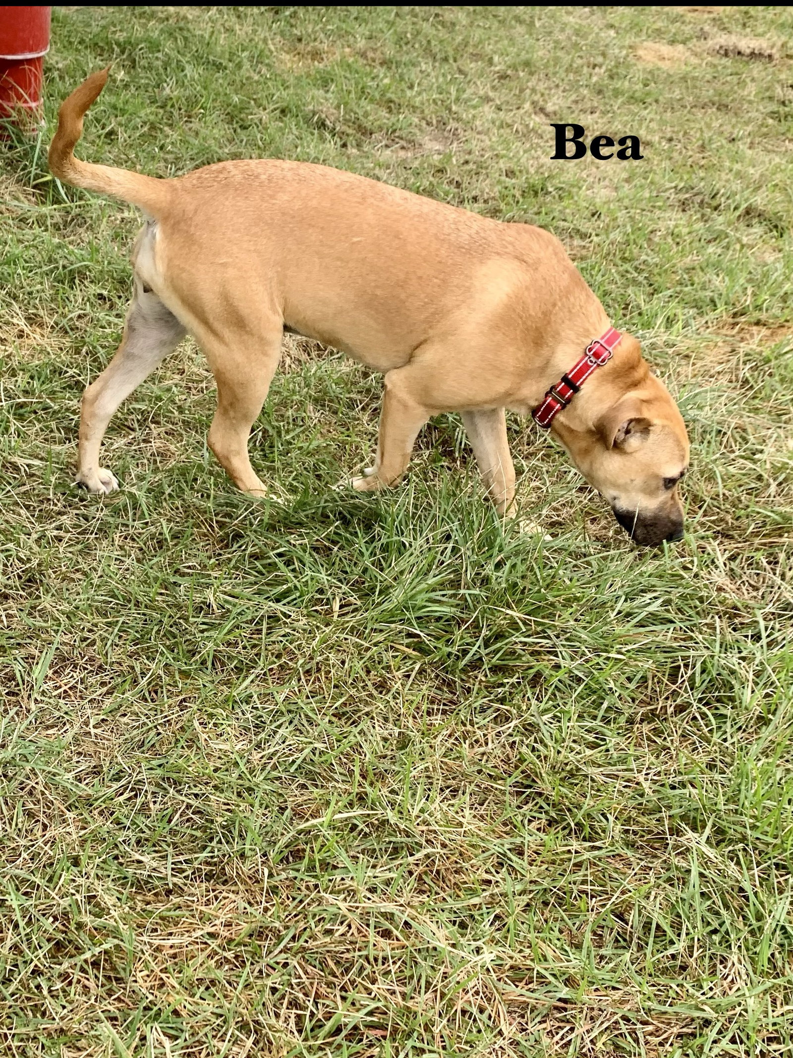 Dog for Adoption - Bea, a Black Mouth Cur in Starke, FL | Alpha Paw