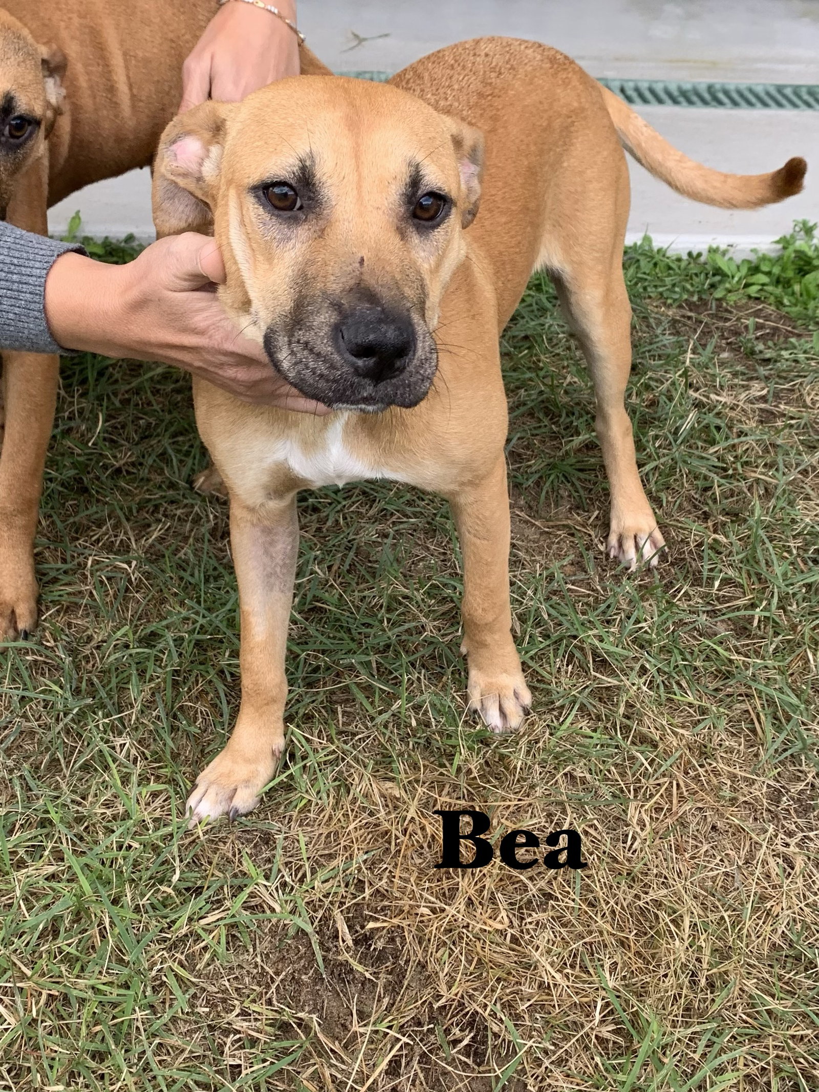 Dog for Adoption - Bea, a Black Mouth Cur in Starke, FL | Alpha Paw